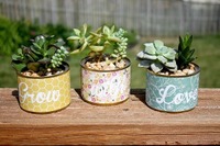 Mini Succulent Planters | FaveCrafts.com