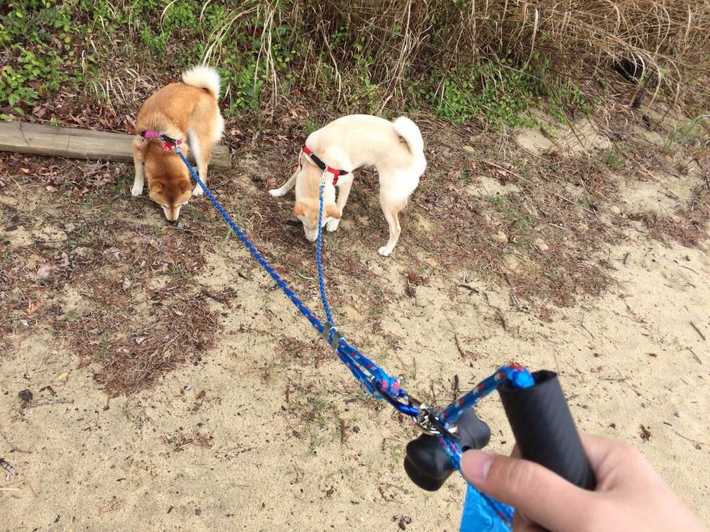 Double DIY Dog Leash DIYIdeaCenter double-diy-dog-leash-diyideacenter