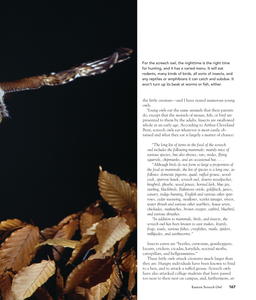 Talons in the Sky | wildfowl-carving.com