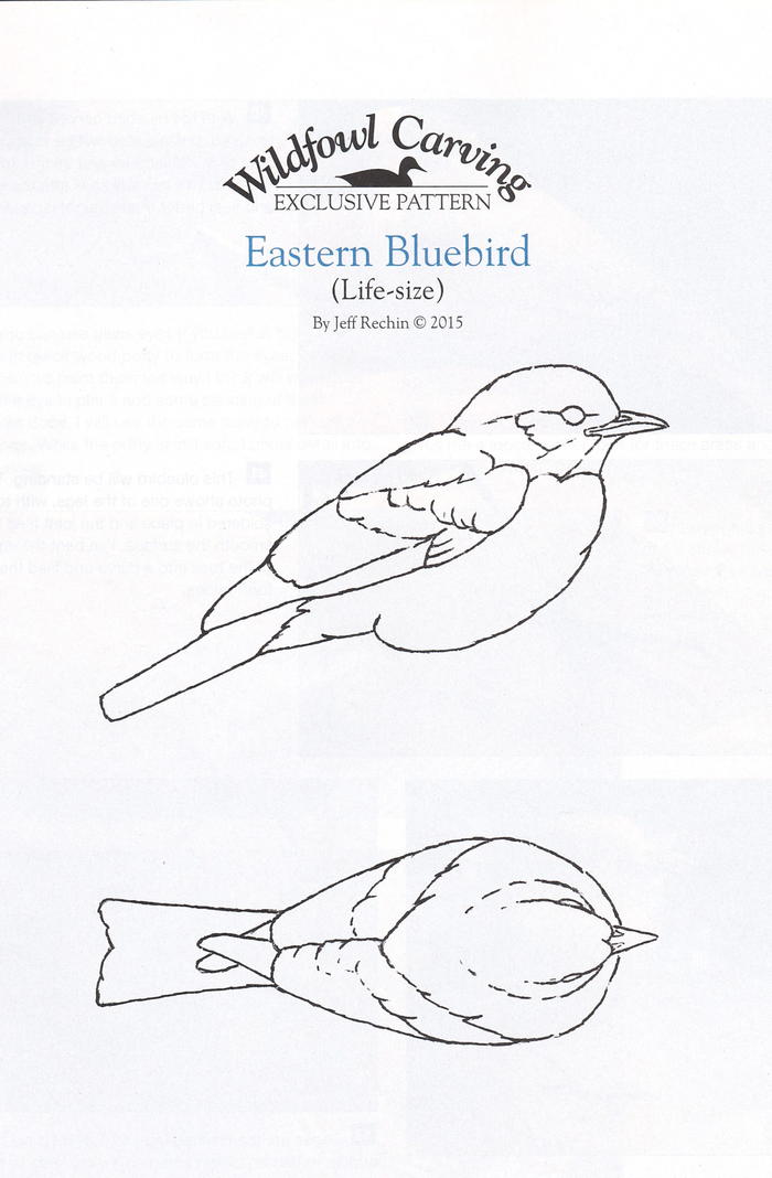 Eastern Bluebird, Part One | wildfowl-carving.com