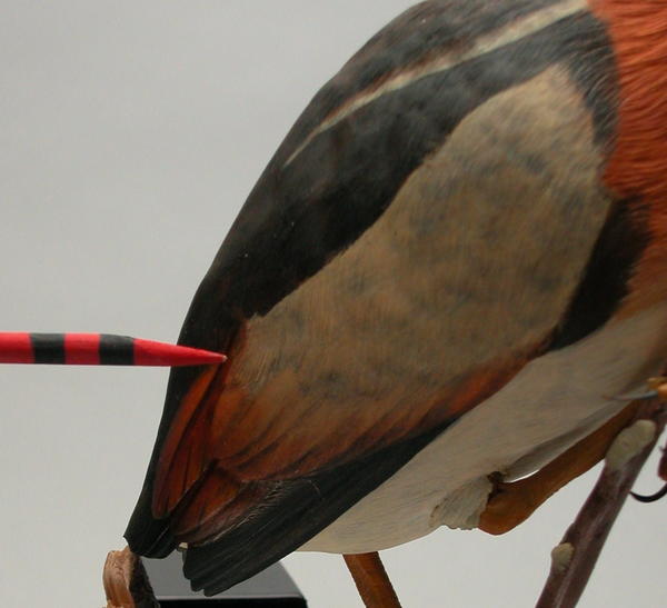 Least Bittern, Part Two | wildfowl-carving.com