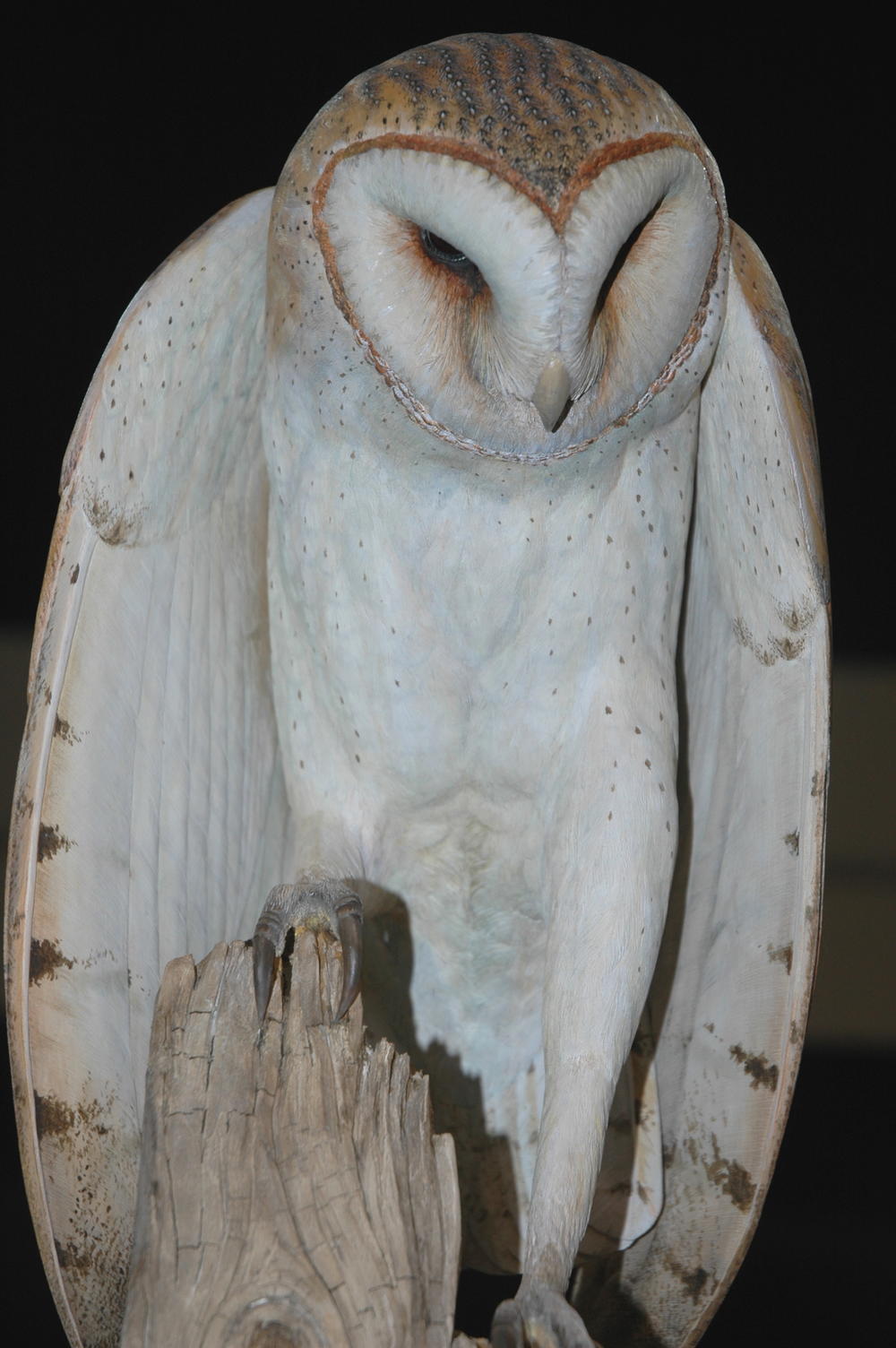 2016 Louisiana Wildfowl Festival | wildfowl-carving.com