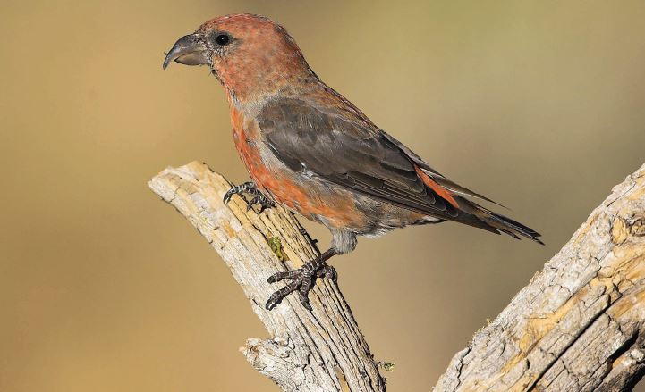 Red Crossbill | wildfowl-carving.com