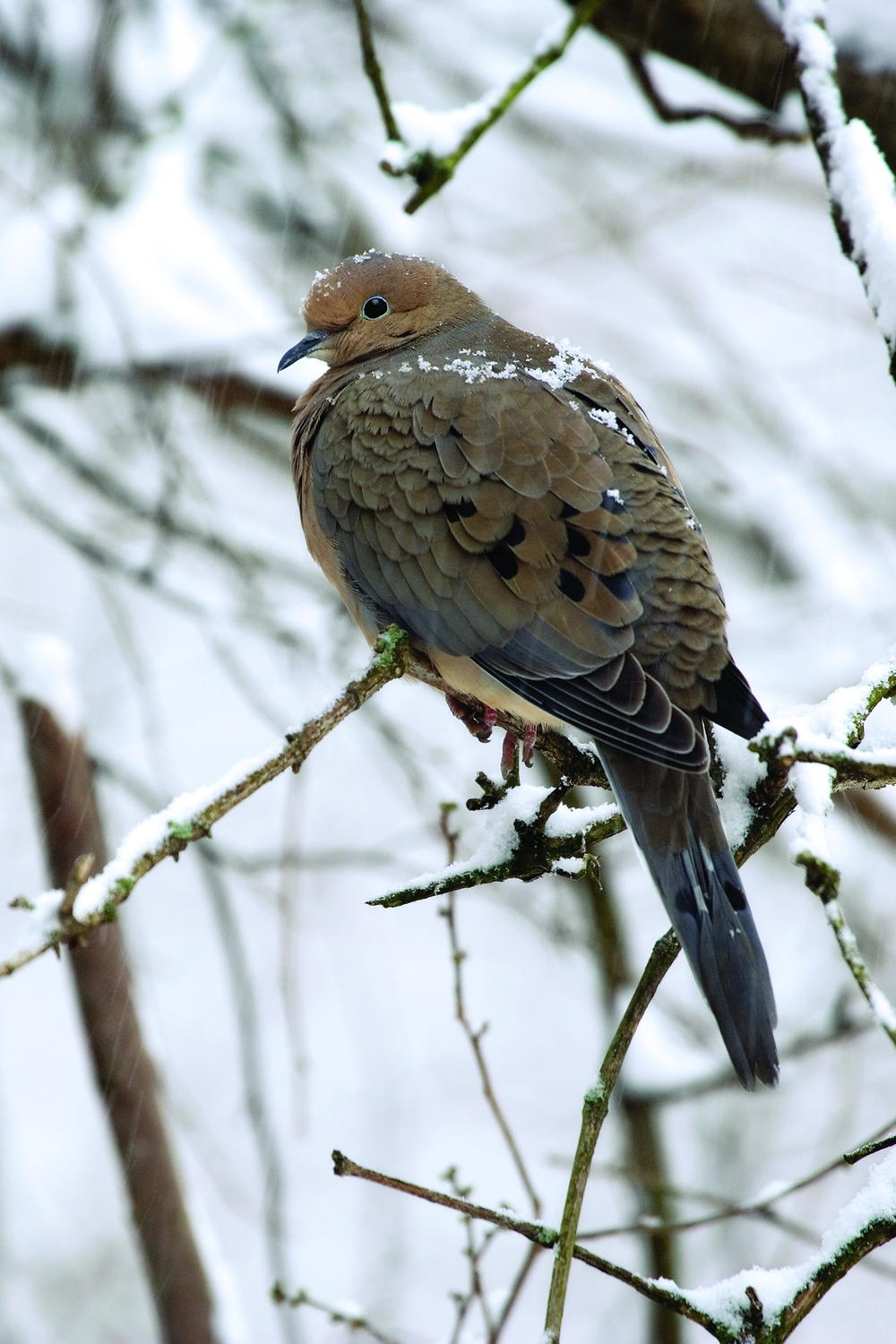 A Duel of Doves | wildfowl-carving.com