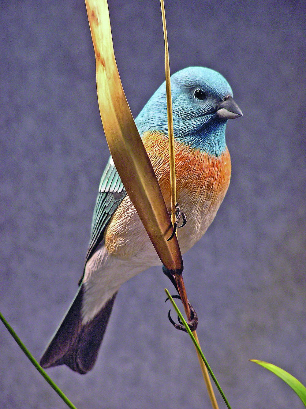 Western Brilliance: The Lazuli Bunting | wildfowl-carving.com