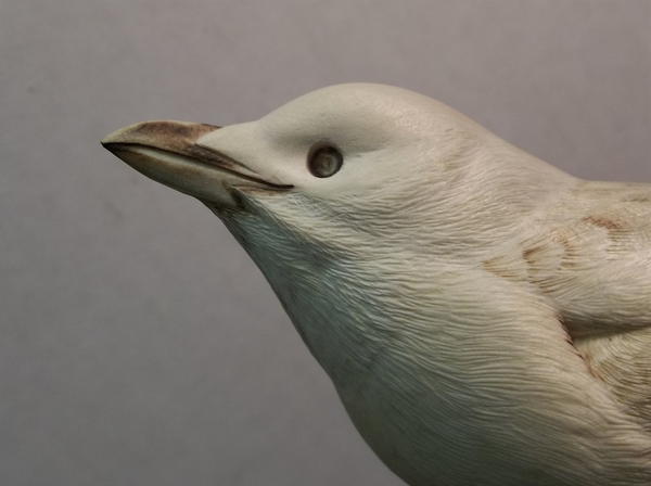 Carving the Black-billed Magpie | wildfowl-carving.com