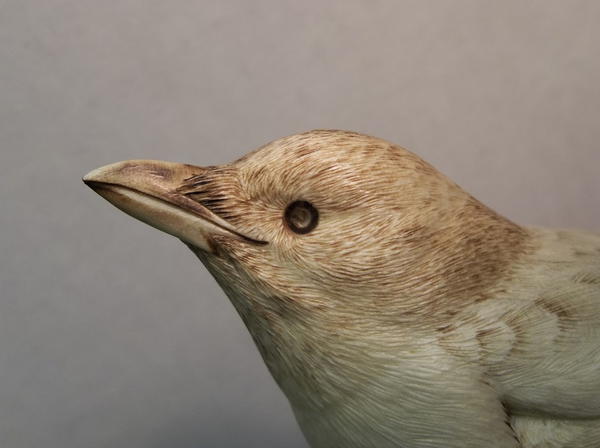 Carving the Black-billed Magpie | wildfowl-carving.com