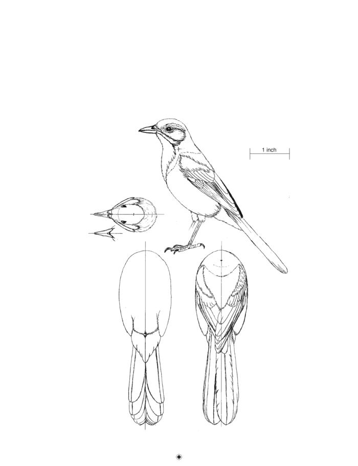 Carving the Scrub Jay: A Bird with Character | wildfowl-carving.com