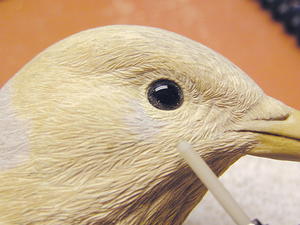 Carving the Scrub Jay: A Bird with Character | wildfowl-carving.com