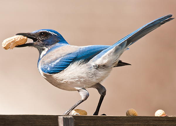 Carving the Scrub Jay: A Bird with Character | wildfowl-carving.com