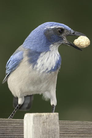 Live Bird Bonus: Scrub Jay Reference | wildfowl-carving.com