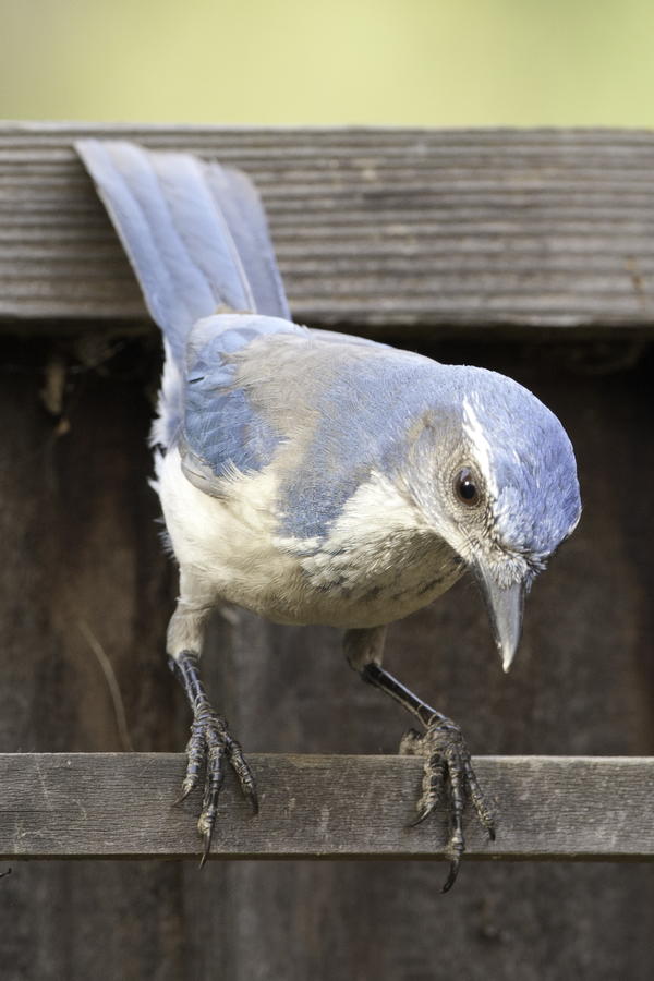 Live Bird Bonus: Scrub Jay Reference | wildfowl-carving.com