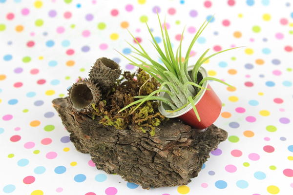 DIY Woodland Espresso Cup Airplant Planter | DIYIdeaCenter.com