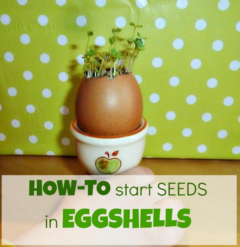 How To Start a Mini Garden | DIYIdeaCenter.com
