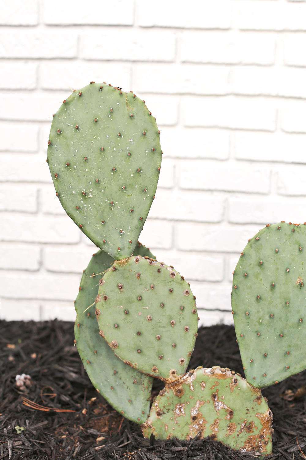 DIY Planting Outdoor Cacti | DIYIdeaCenter.com