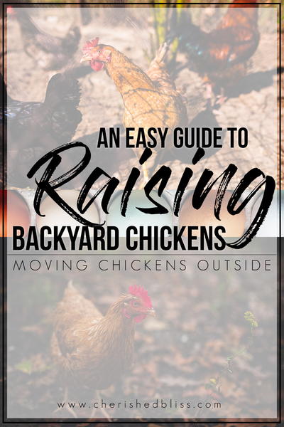 Raising Backyard Chickens - Moving Chickens Outside | DIYIdeaCenter.com
