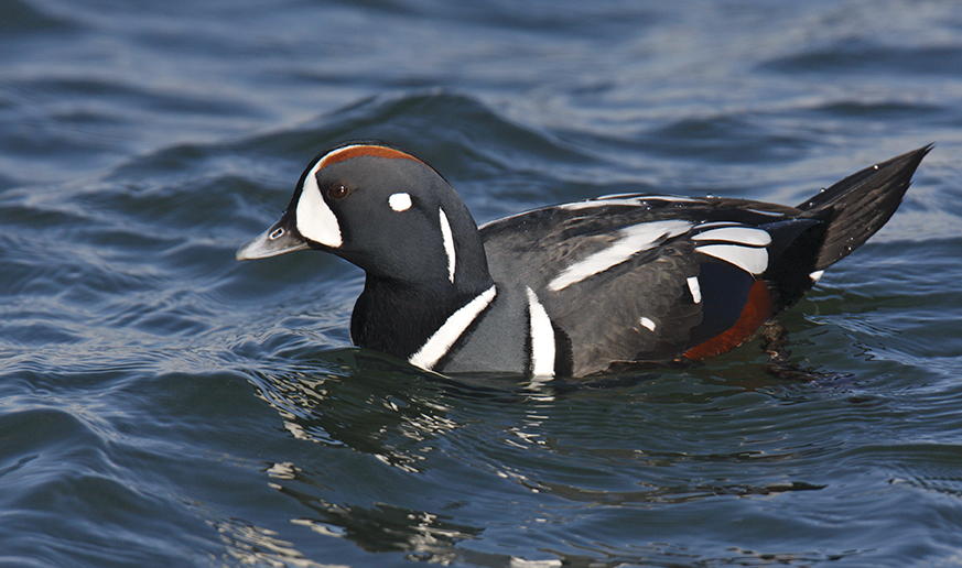 Sea Mice | wildfowl-carving.com