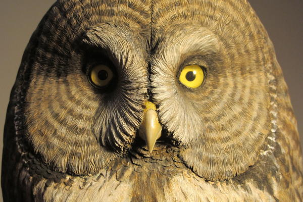 Bird Carvers Flock to the 48th Annual Easton Waterfowl Festival ...