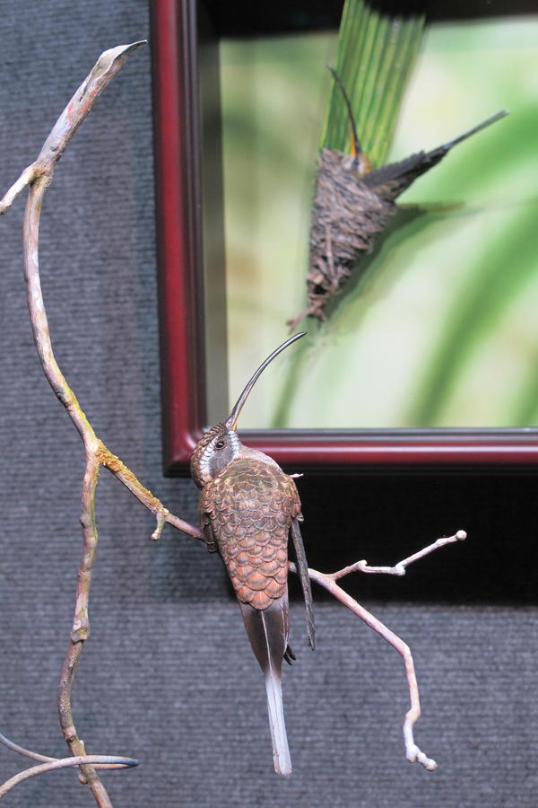 Bird Carvers Flock to the 48th Annual Easton Waterfowl Festival ...