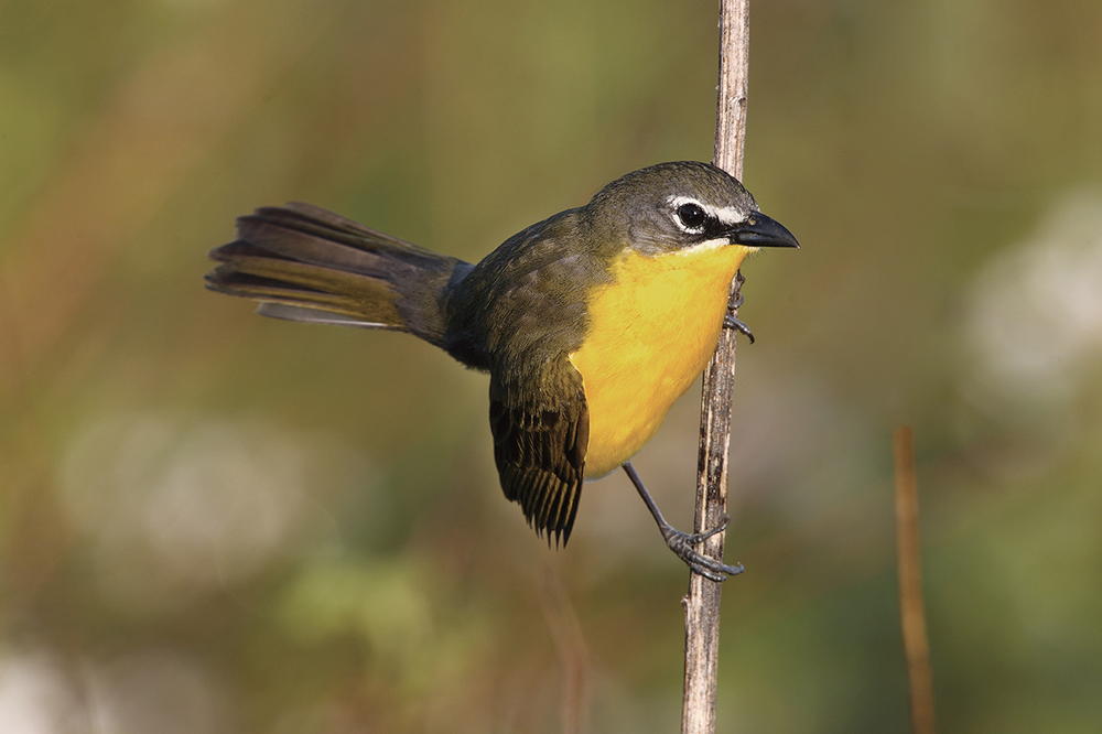 Yellow-breasted Chat | wildfowl-carving.com