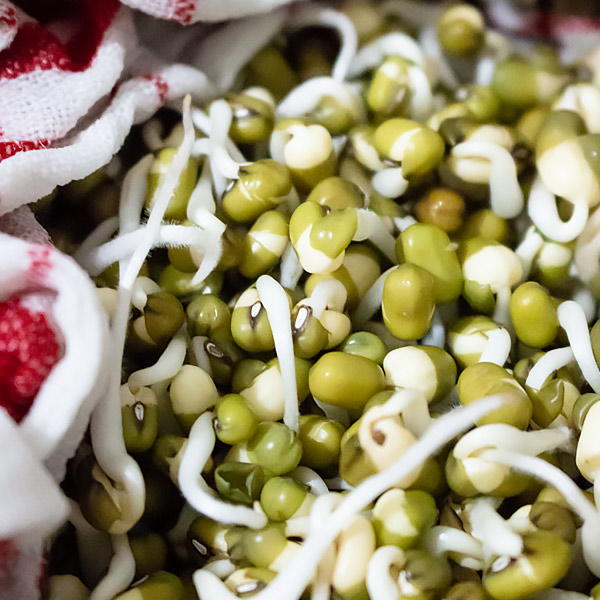Mung Bean Sprouts | FaveHealthyRecipes.com