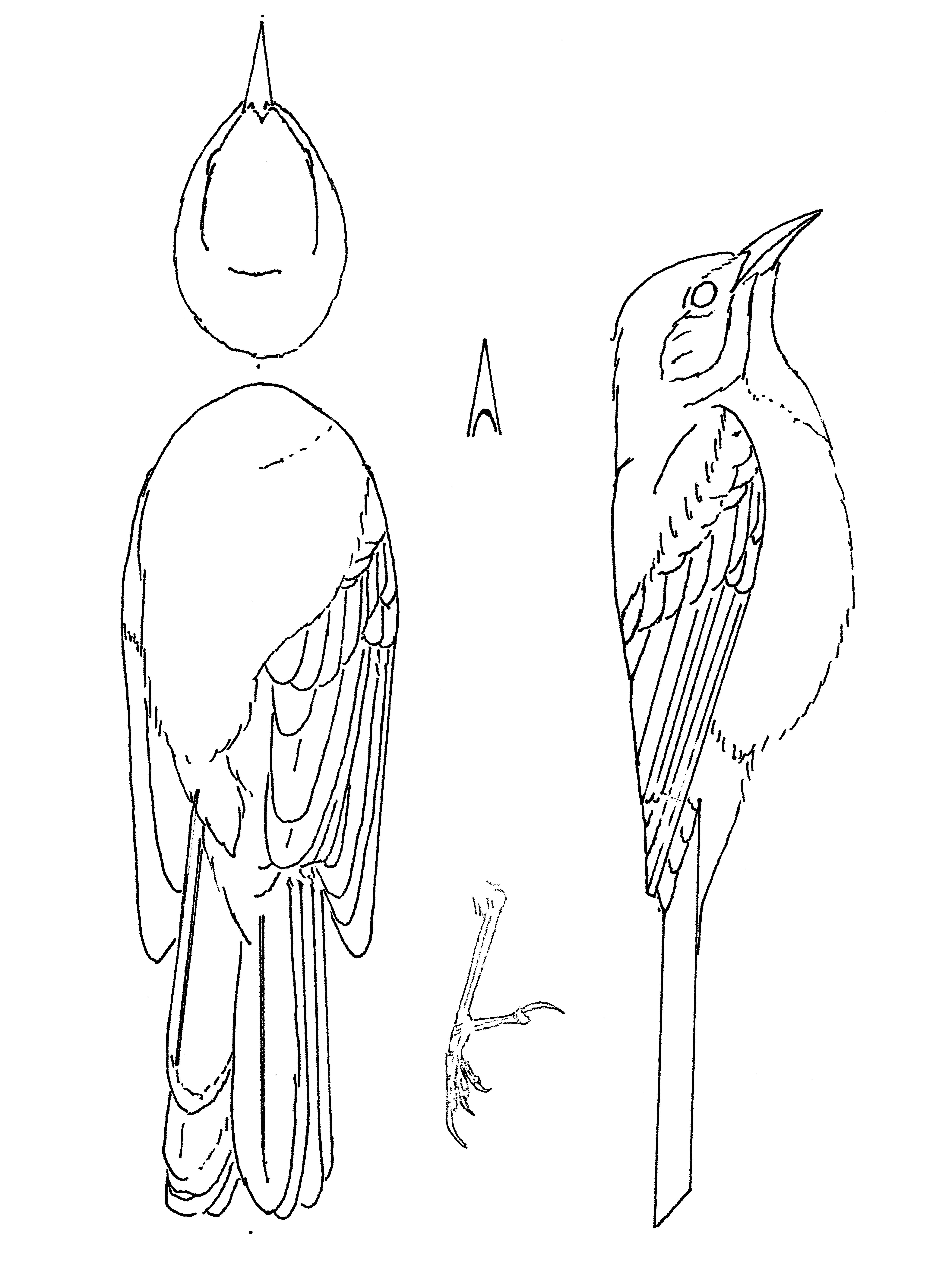 Hooded Oriole | wildfowl-carving.com
