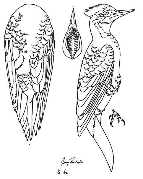 Pileated Woodpecker | wildfowl-carving.com