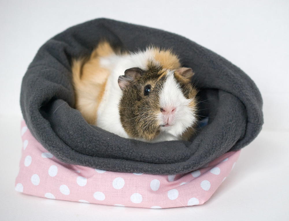 DIY Guinea Pig Pet Pouch | FaveCrafts.com