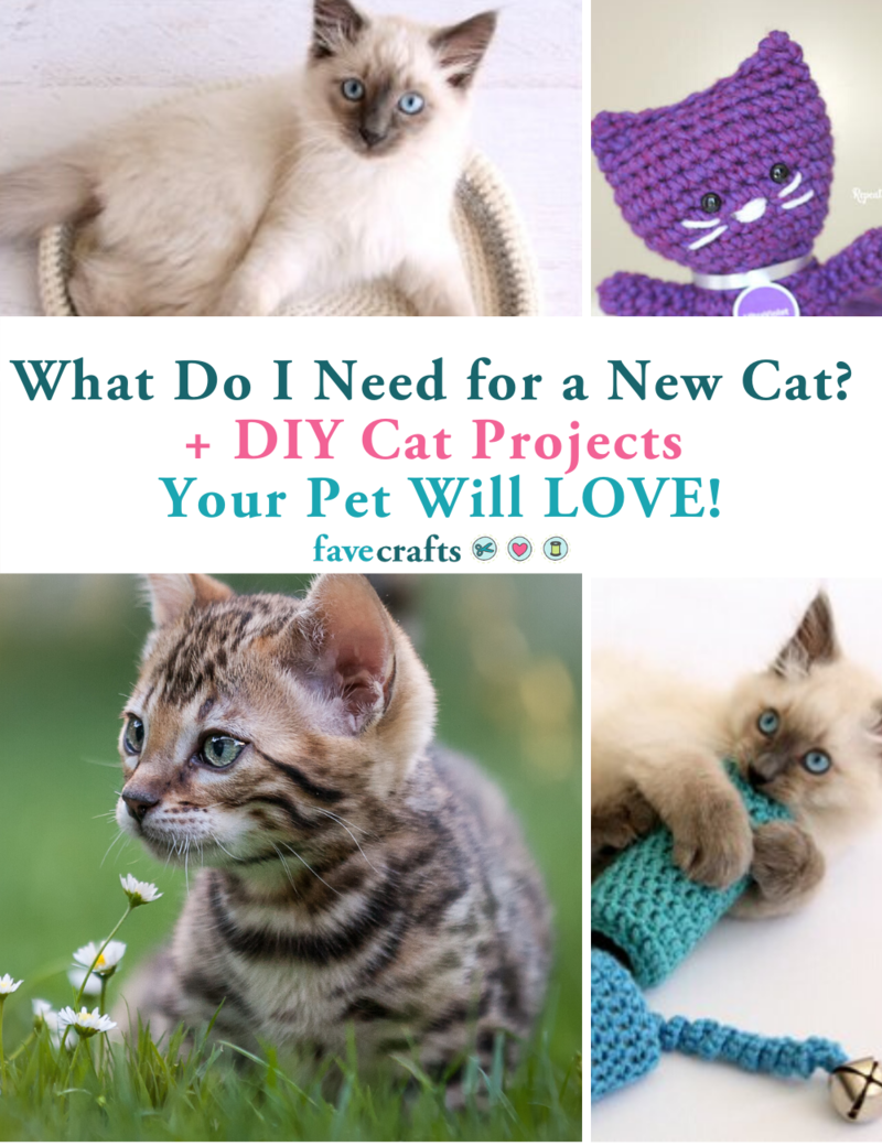 What Do I Need for a New Cat? | FaveCrafts.com