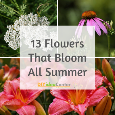 13 Flowers That Bloom All Summer | DIYIdeaCenter.com