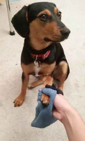 DIY Puppy Paw Cleaning Rag | FaveCrafts.com