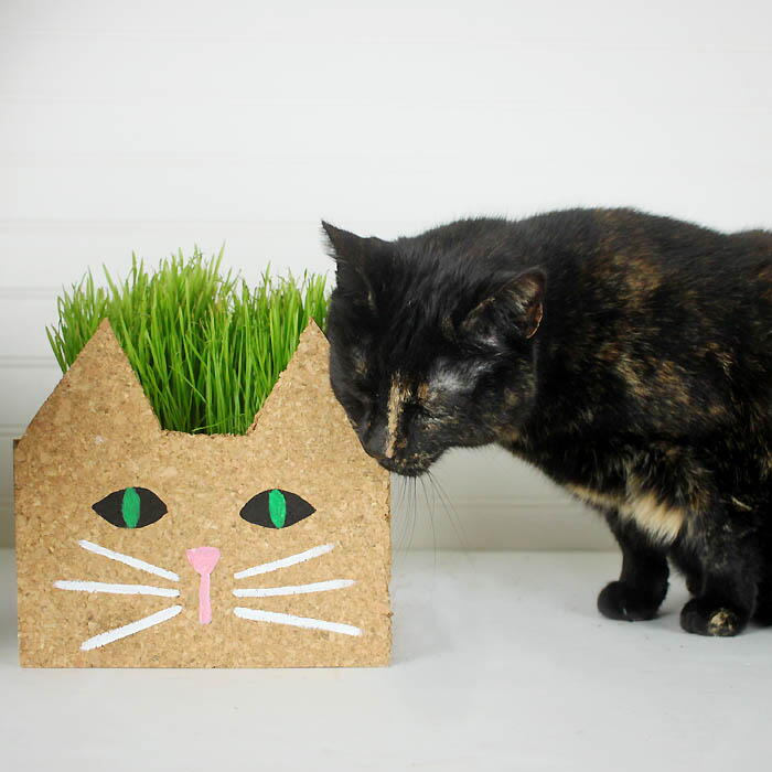 Cat Grass Planter DIY | FaveCrafts.com