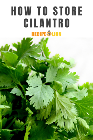 How to Store Cilantro | RecipeLion.com