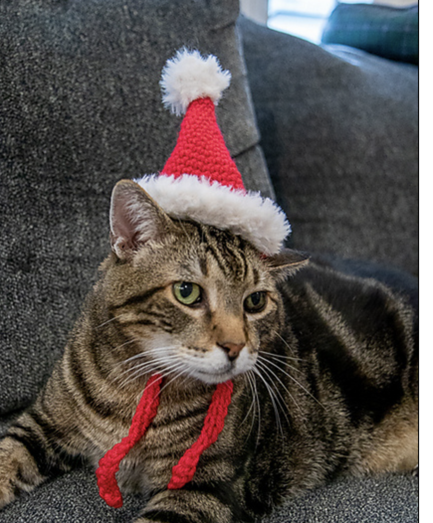 Cat's Elf Hat | AllFreeCrochet.com