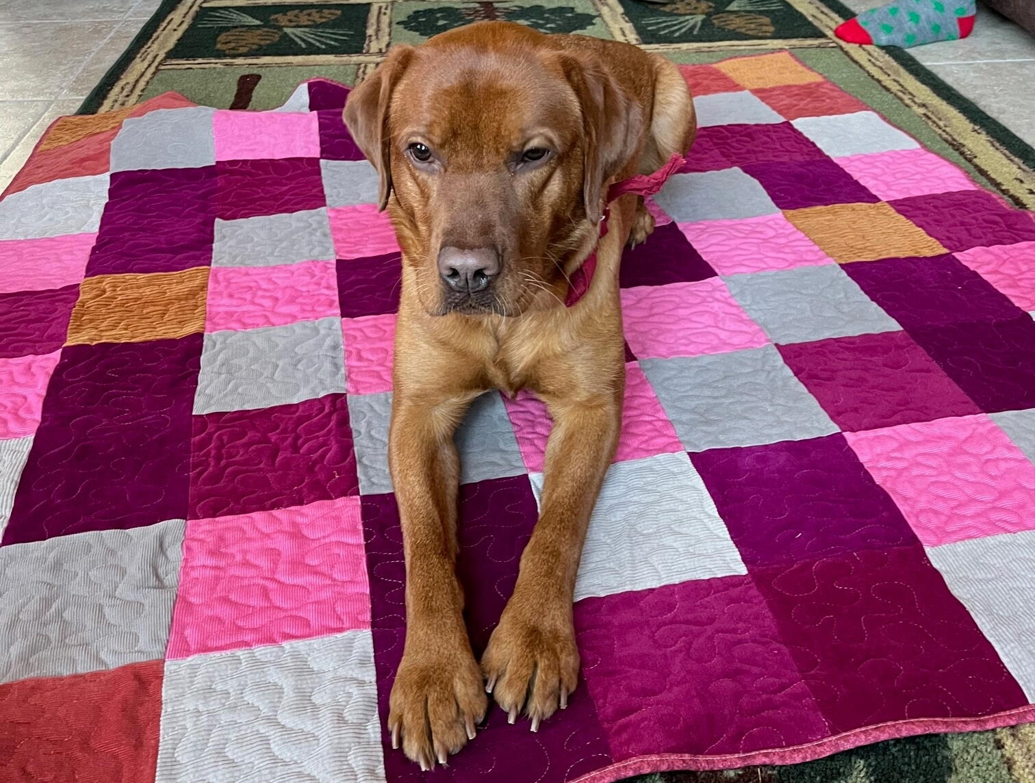 Pet Quilt With Upcycled Fabric | FaveQuilts.com