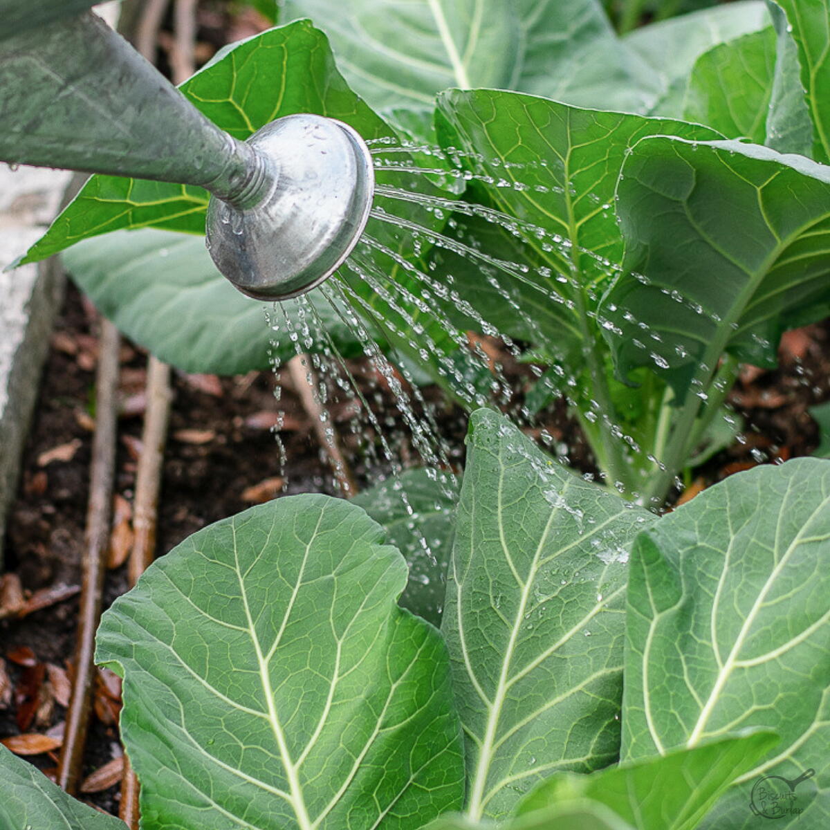 How To Cut And Clean Collard Greens | RecipeLion.com