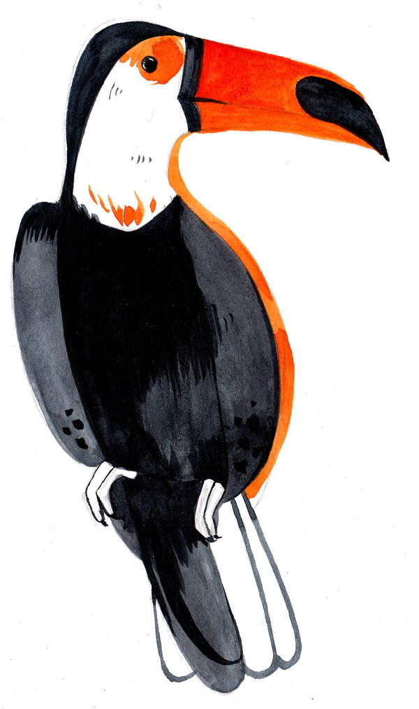 Toco Toucan | FaveCrafts.com