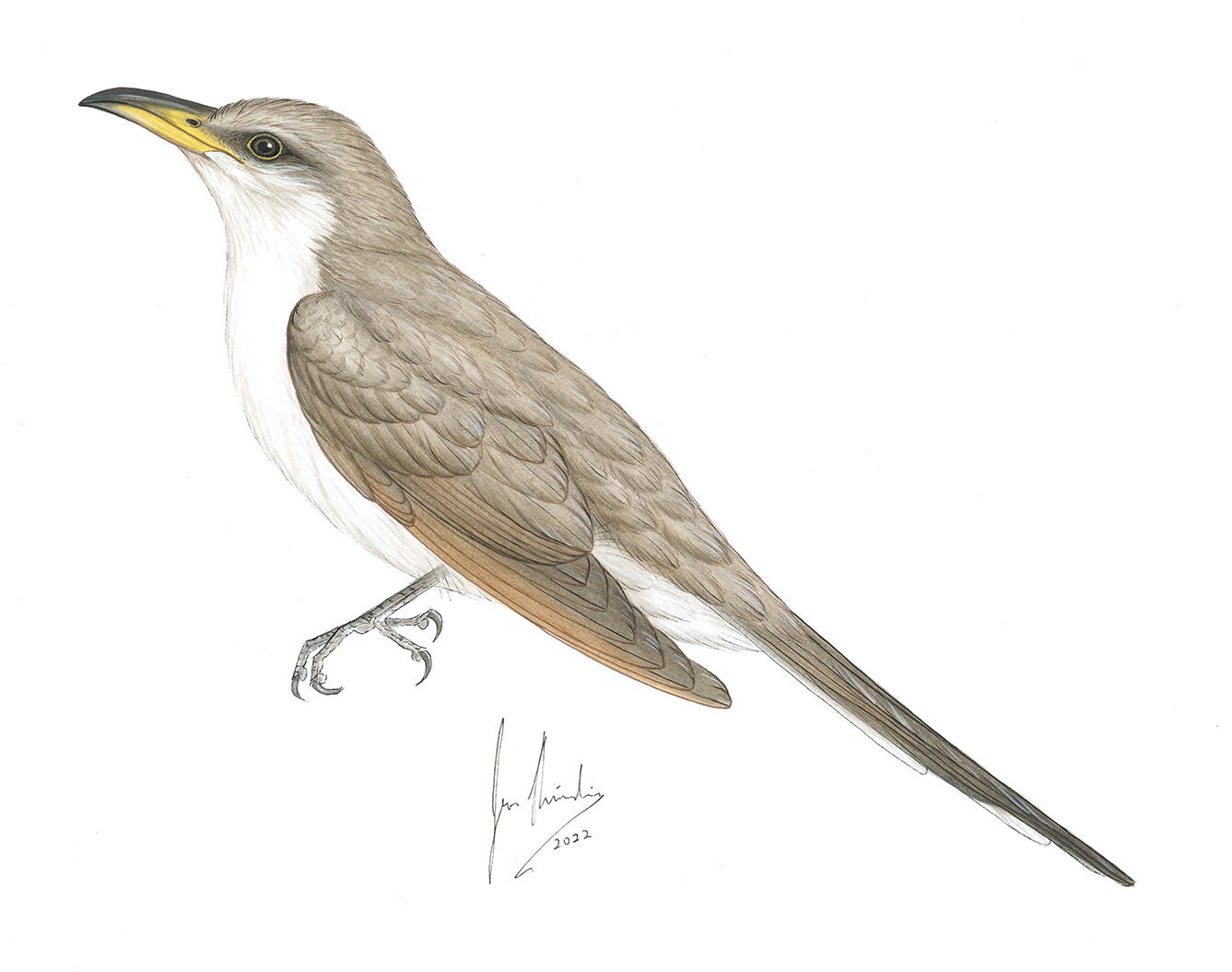 Yellow-billed Cuckoo | wildfowl-carving.com