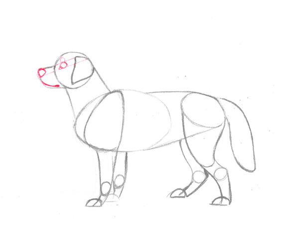 Labrador Side View | FaveCrafts.com