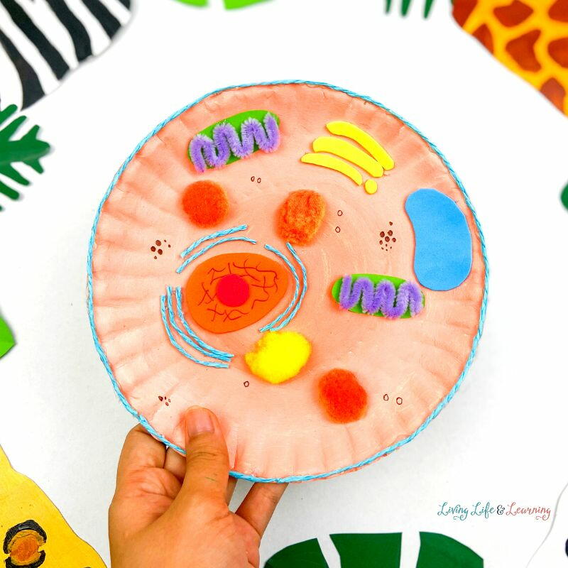 Paper Plate Animal Cell | FaveCrafts.com