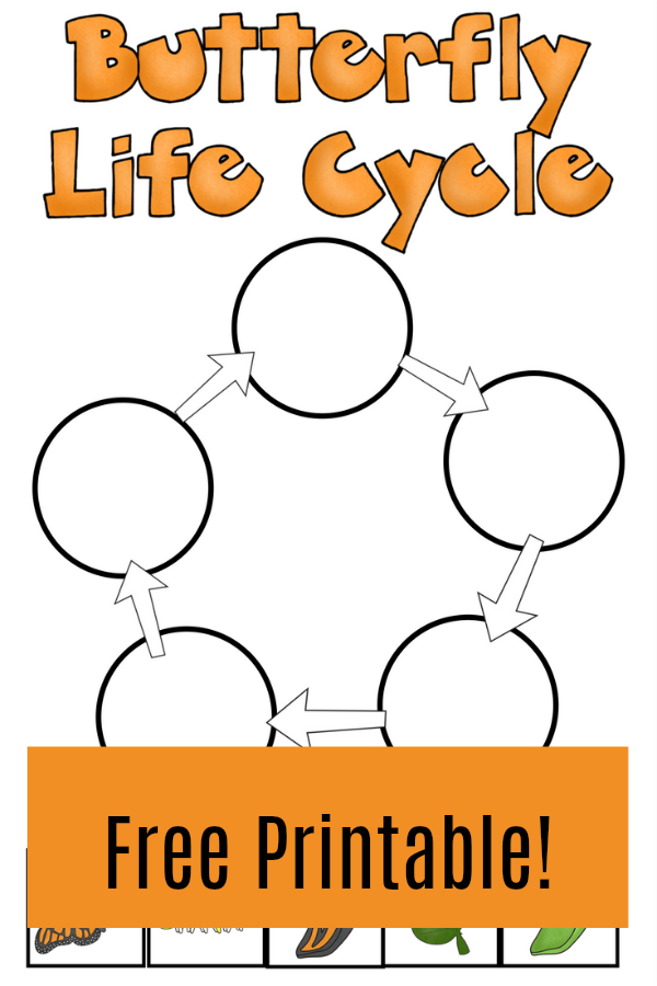 Butterfly Life Cycle Worksheet | AllFreeKidsCrafts.com