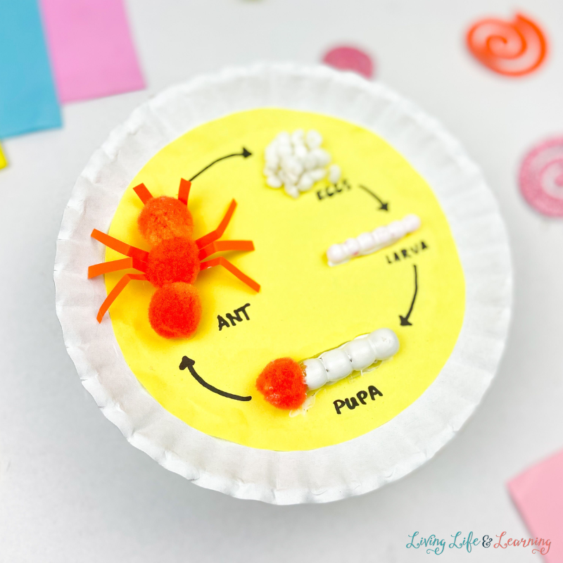 Ant Life Cycle Craft | AllFreeKidsCrafts.com