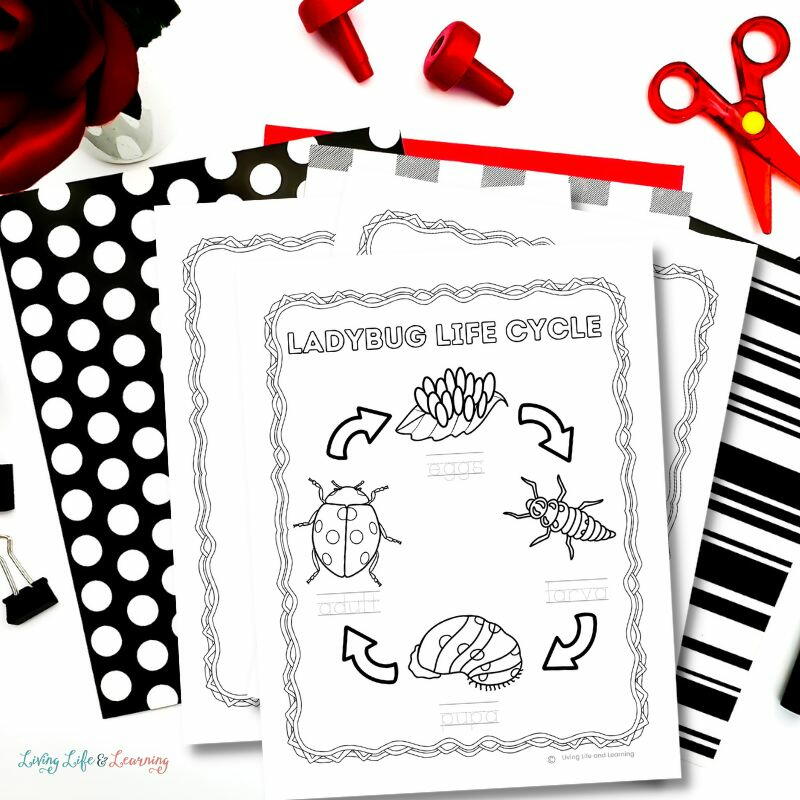 Ladybug Life Cycle Coloring Pages | AllFreePaperCrafts.com