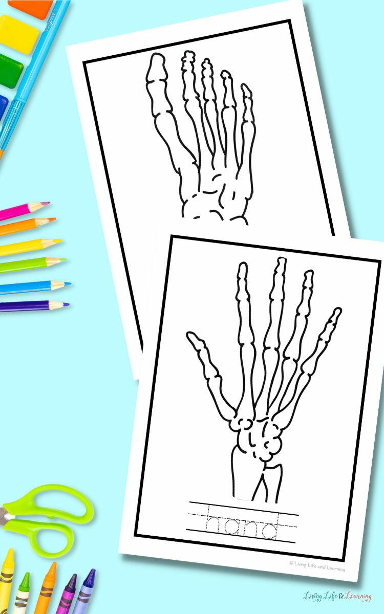 X-ray Coloring Pages | AllFreePaperCrafts.com