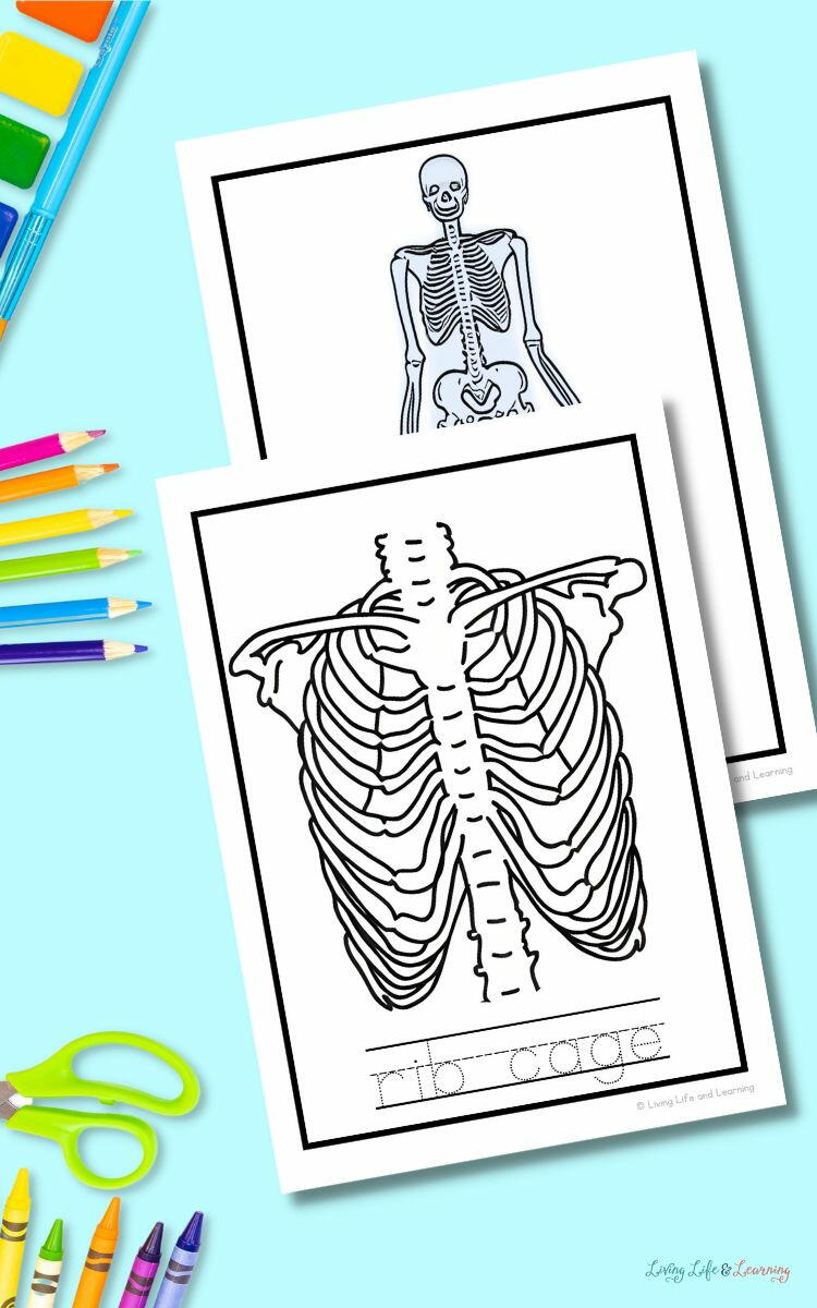 X-ray Coloring Pages | AllFreeKidsCrafts.com