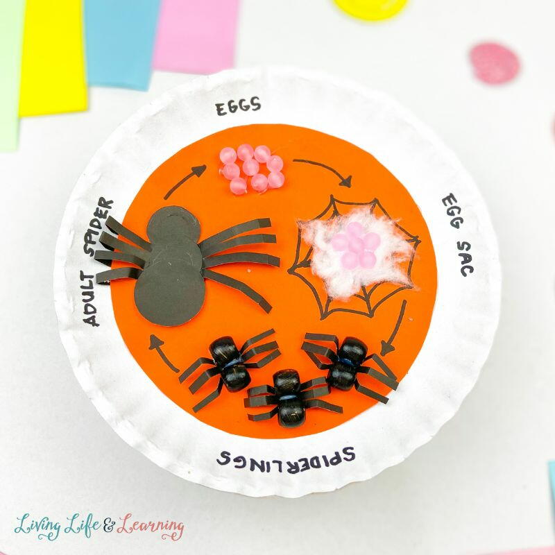 Spider Life Cycle Craft | AllFreeKidsCrafts.com