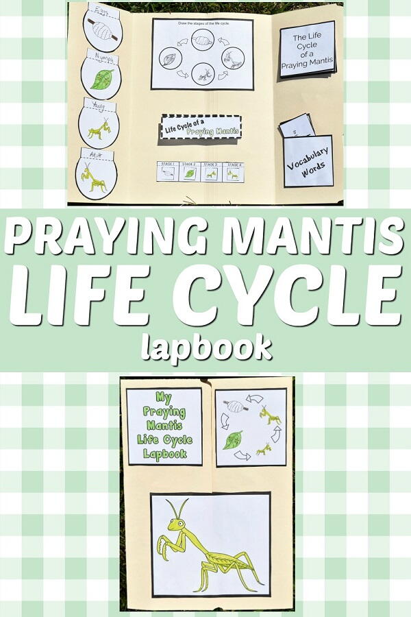 Printable Praying Mantis Life Cycle Lapbook | FaveCrafts.com