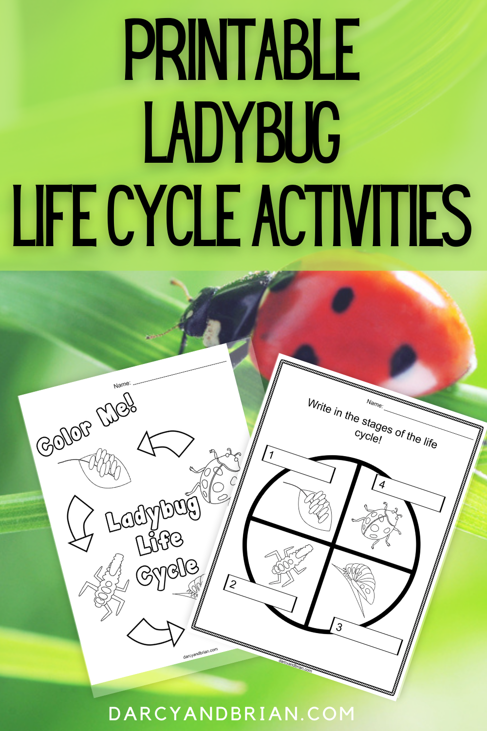 Ladybug Life Cycle Printable Activities | AllFreeKidsCrafts.com