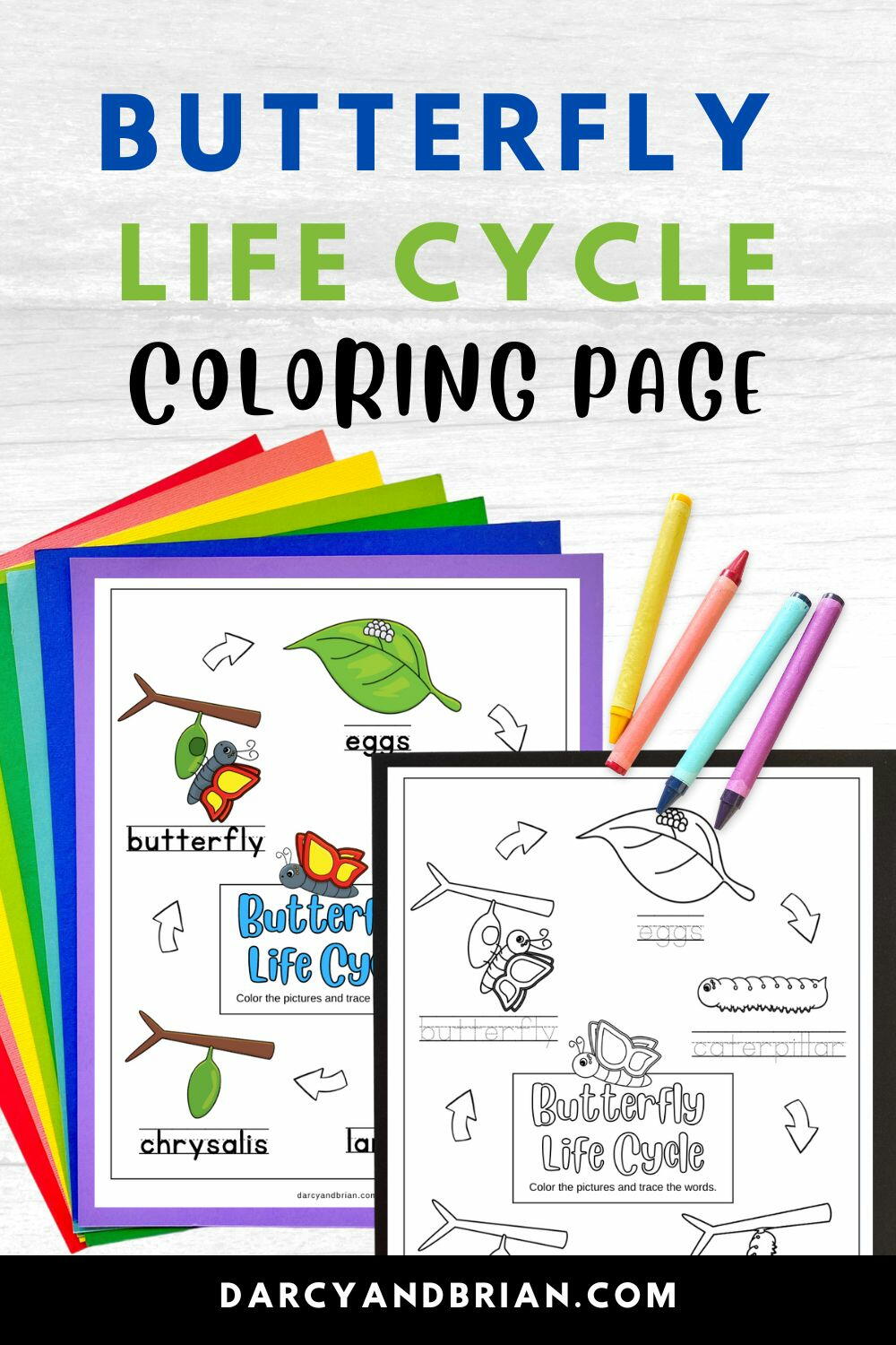 Butterfly Life Cycle Coloring Sheet | AllFreeHolidayCrafts.com