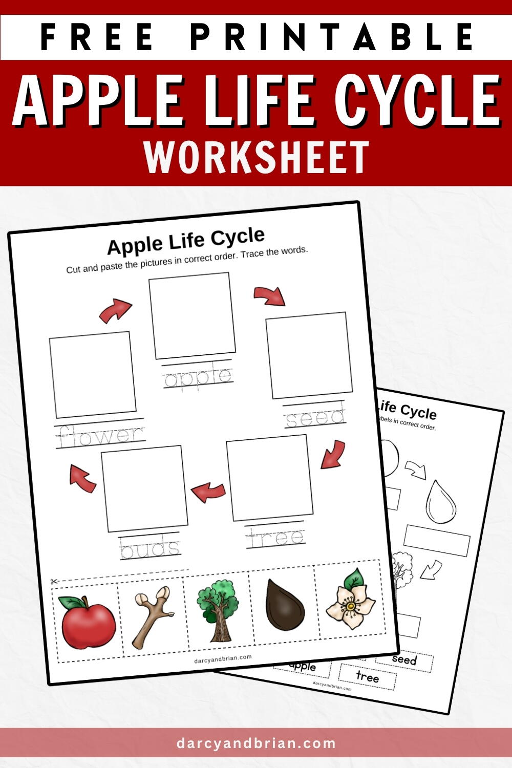 Life Cycle Of An Apple Worksheet | AllFreePaperCrafts.com